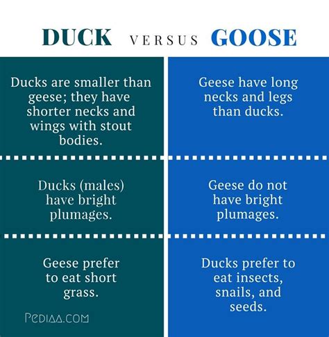 Difference Between Goose And Duck Infographic Poster