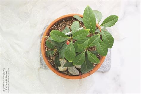식용 허브 키우기 올해도 도전합니다 네이버 블로그