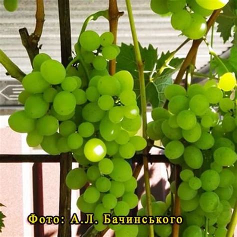 Виноград Біла Церква опис сорту фото Vinograd Loza