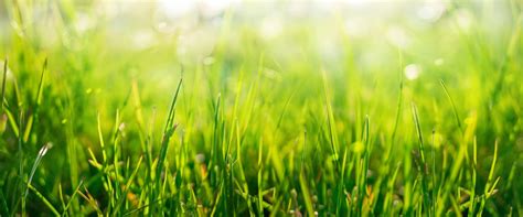 20 Facts About Grass Explore The Green Carpet Of Nature Facts Net