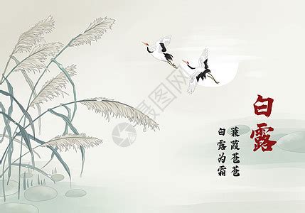 白露节气站在江边芦苇丛中的古风女子插画图片下载 正版图片401784429 摄图网