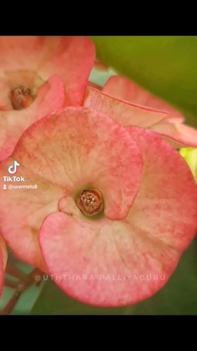 Euphobiaflower Foryourpageshorts Youtube