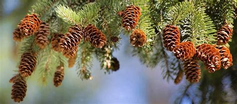 How To Choose A Perfect Rake For Pine Needles Diy Guide