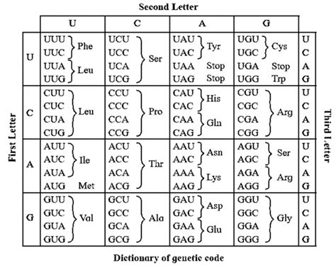 Notes Part 2 Class 12 Biology Chapter 4 Molecular Basis Of Inheritance