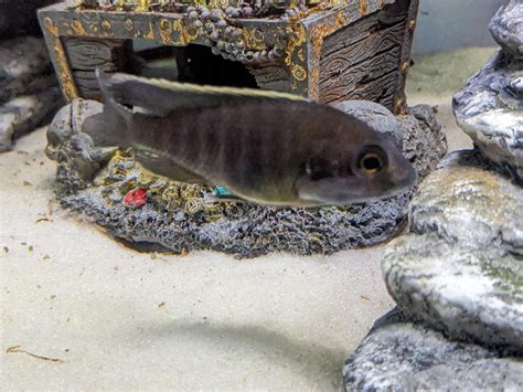 What Sex R Cichlid