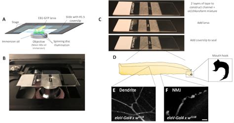 3d Particle Tracking For Noninvasive In Vivo Analysis Of Synaptic