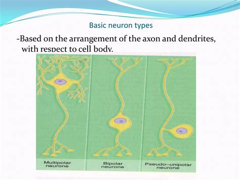 Histology Of Cerebral Cortex Pptx