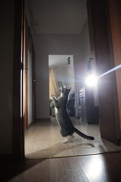 Premium Photo Cat Sitting On Wooden Floor