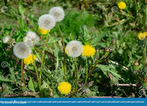 Dandelion Plant A Genus Of Perennial Herbaceous Plants Of The