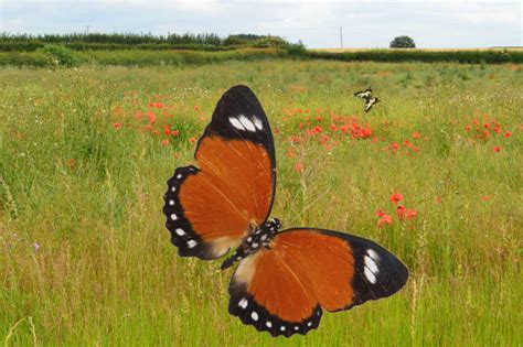 Lazy Days Of Summer Poem Hubpages