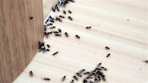 How To Find Where Ants Are Coming From 7 Step Guide Pest Pit