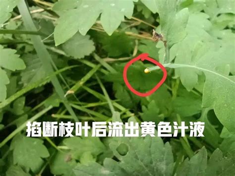 身边的毒物白屈菜 知乎