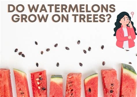 Where Do Watermelons Grow