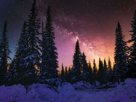 Forest Night Wallpapers 4k Hd Backgrounds On Wallpaperbat