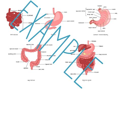 Digestive System Digital Stickers Etsy