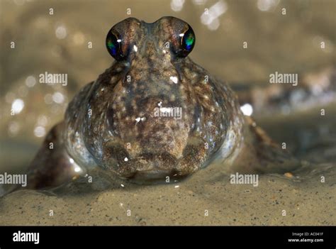 Muddy Mudskipper