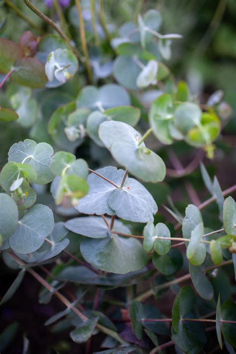 Eucalyptus Cinerea Silver Dollar Seeds £3 55 From Chiltern Seeds