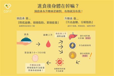 進食後身體在幹嘛？少量多餐會怎麼樣？