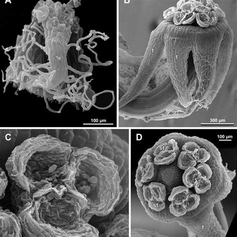 Sciaphila Nana Nuraliev Et Al 972 A Inflorescence Showing Male