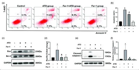 Fer 1 Attenuates Ato Induced Cell Apoptosis A B H9c2 Cells Were