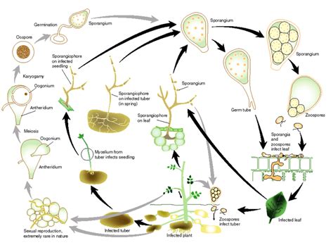 Life Cycle Of Phytophthora Infestans Potato Late Blig