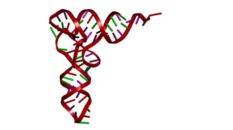 Just Right Rna Structure Points To Intentional Design Reasons To Believe