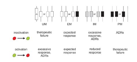 Scheme Of The Traditional Classification Of Phenotypes Based On