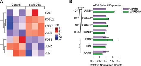 Ap 1 Subunit Junb Promotes Invasive Phenotypes In Endometriosis Pmc