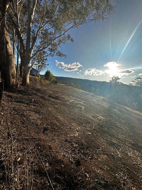 Why Is The Rural Boundary Clearing Code A Concern For Koalas Sydney