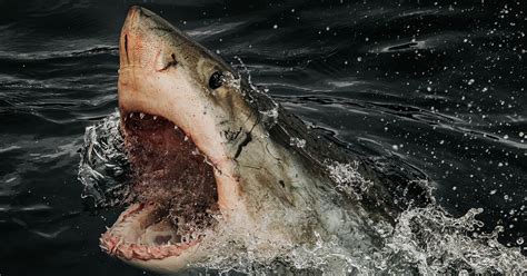 Čeljusti Bele Ajkule Telegrafrs