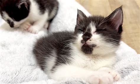 威力ゼロ！ やんのかステップで攻撃してくる子猫の可愛い仕草にキュンとする♡ エウレカねこ部
