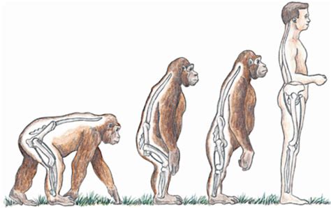 Bipedal Evolution Anthropology