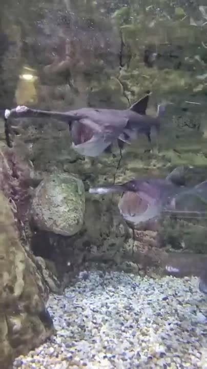 Ken Kuang On Linkedin Amazing Nature Paddle Fish The Paddlefish