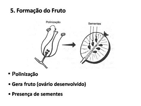Biologia Hormônios vegetais