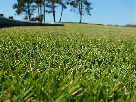 Types Of Zoysia Types Of