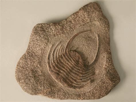 A Rock With A Fossil Embedded In It S Center Is Displayed On A Wall