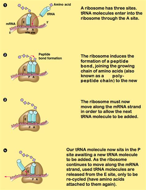 Three Phases Of Translation