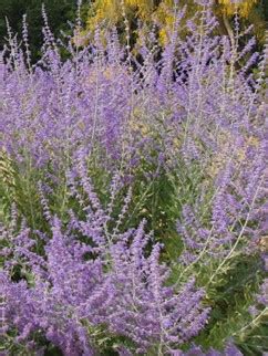 «Russisk salvie» - Planteportalen