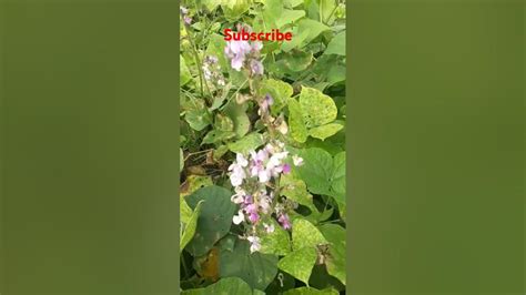 আলহামদুলিল্লাহ শিমে গাছে সুন্দর ফুল কলি এসেছে Youtube