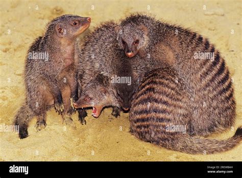 The Banded Mongoose Mungos Mungo Is A Mongoose Species Native From