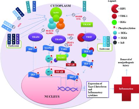 Tlr Signaling Exogenous Tlrs Tlr1 Tlr2 Tlr4 Tlr5 Tlr6 Tlr10 Are