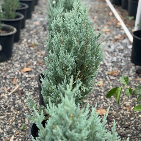 Moonglow Juniper Upstate Nursery