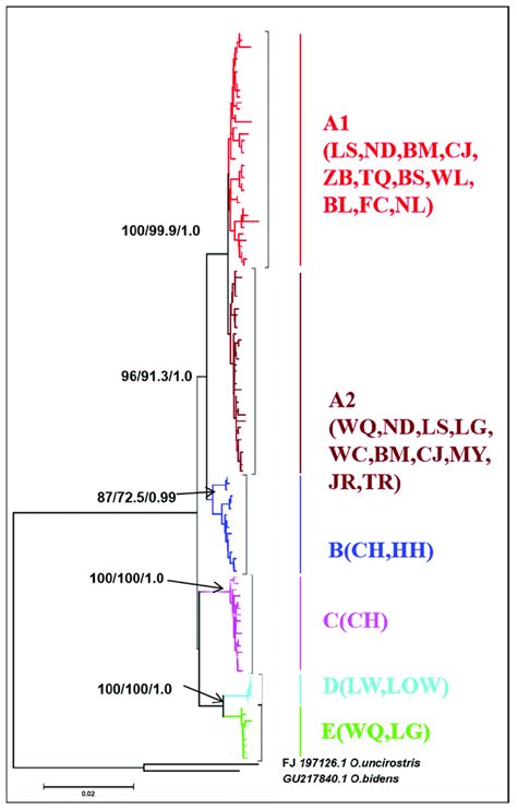 NJ Tree Of Genetic Relationships Based On Mitochondrial Cyt B D Loop
