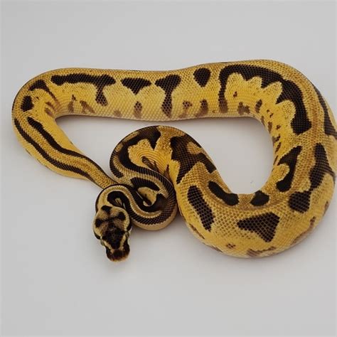 super enchi pastel orange dream yellowbelly leopard het piebald ball