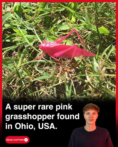 Top Super Rare Pink Grasshopper Spotted In Ohio 😲 Nature Never Fails