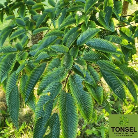 Fagus Sylvatica ‘rohan Gold Beuk Tuincentrum Tonsel