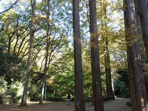 生田緑地の紅葉 2024年の見頃と現在の状況は？ 歩いてみたブログ