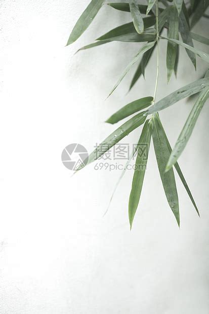 中国风极简竹叶高清图片下载 正版图片500667002 摄图网