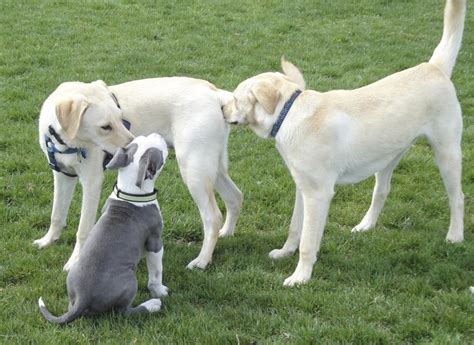 Canine Body Language What Is Your Pup Telling You