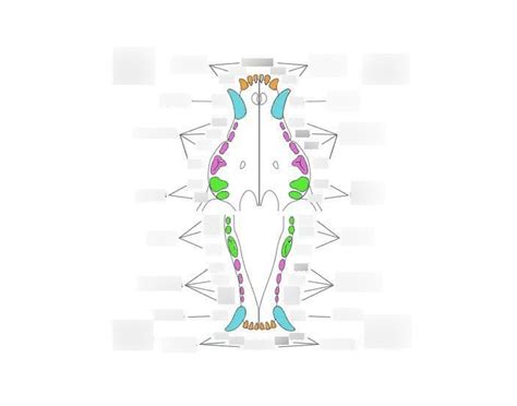 Canine Modified Triadan Diagram Quizlet